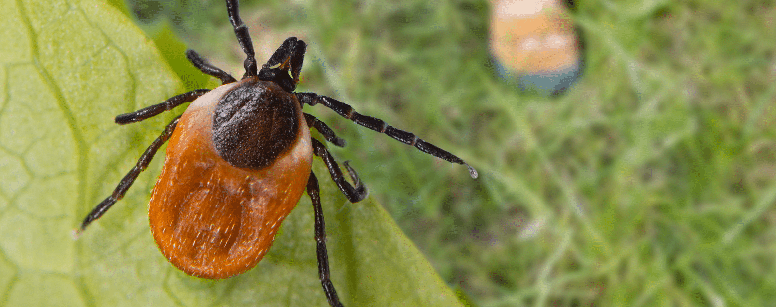 Tick Alert: Safeguarding your Summer Activities - CRMC